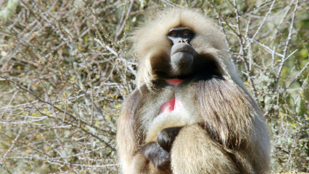 BLUE ANT INTERNATIONAL ANNOUNCES 4K SALES OF PREMIUM WILDLIFE AND ...