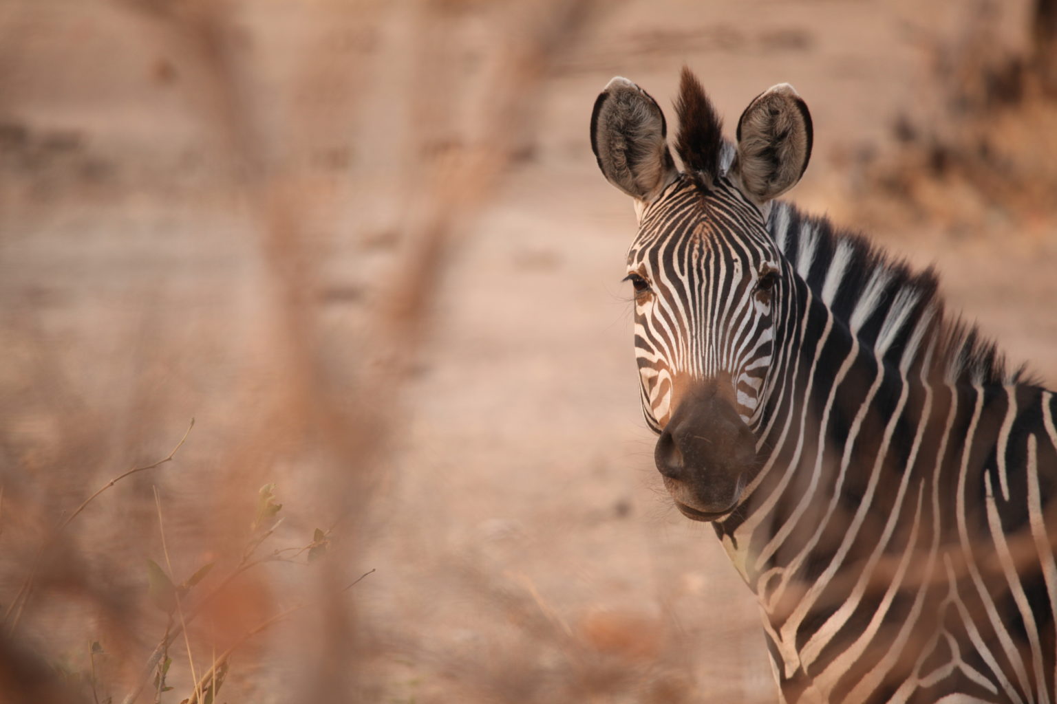 Love Nature - Blue Ant Media