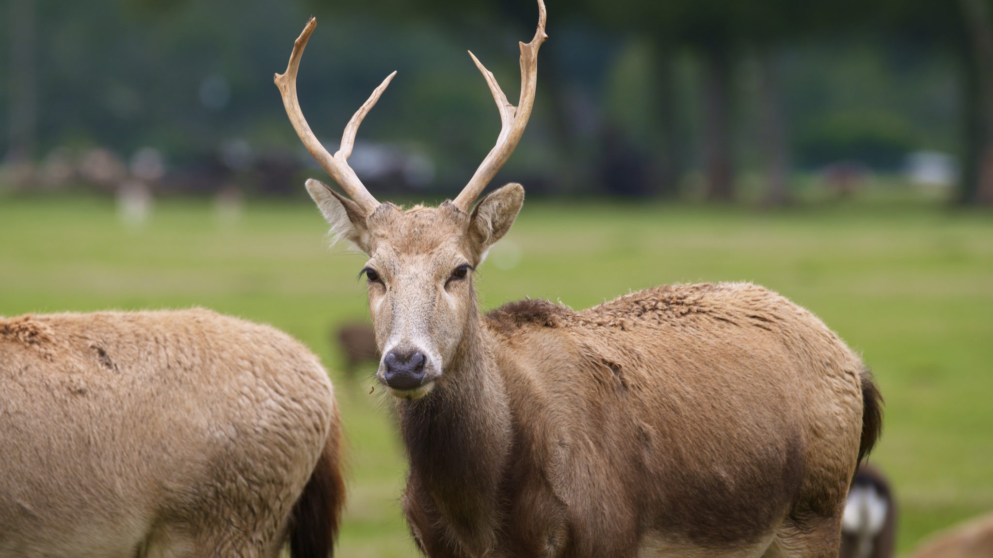 Love Nature Launches on Samsung TV Plus in Spain as a Free, Ad ...