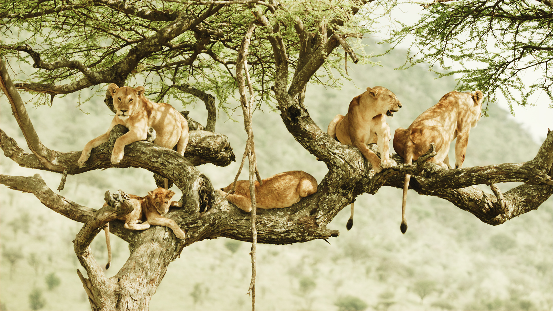 Love Nature Announces Greenlight of Evolution Earth with PASSION Planet ...