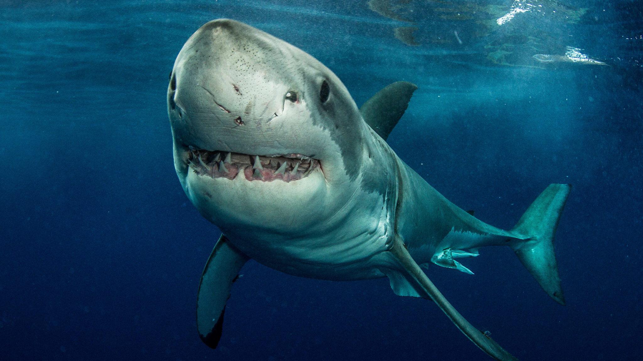 Homepage - Blue Ant Media