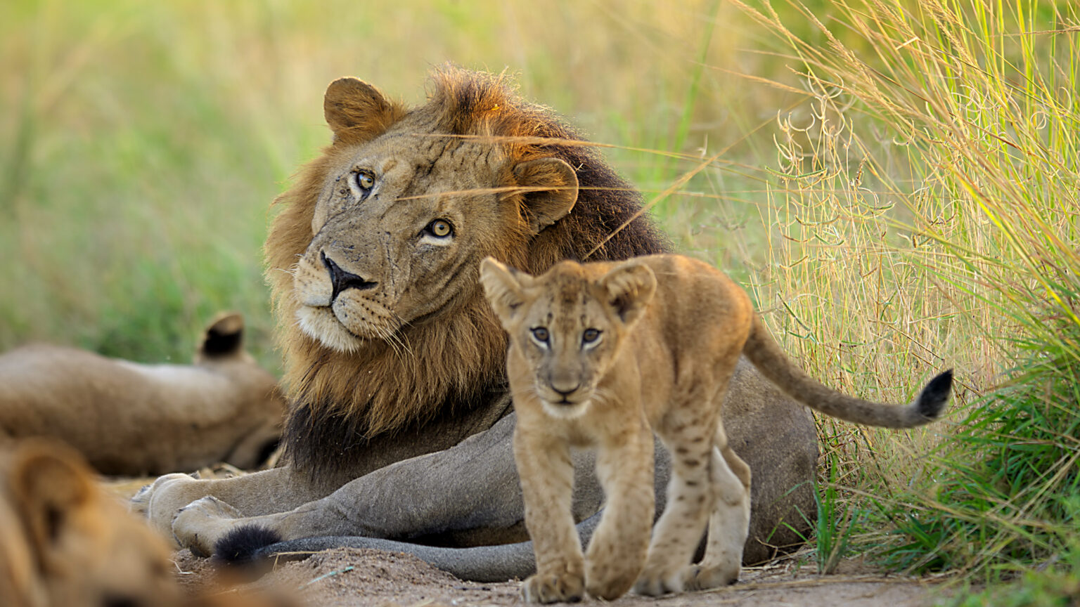Sir David Attenborough Narrates Kingdom, a Landmark Natural History ...